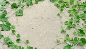 Tipos de plantas rasteiras que você precisa conhecer!